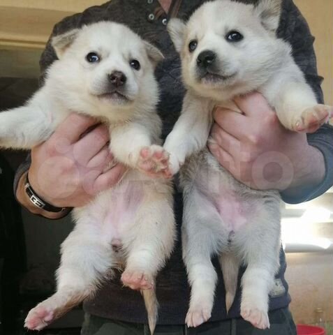 Щенки хаски