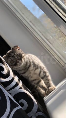 Вязка британец