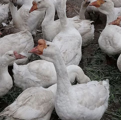 Гуси. Родительское стадо