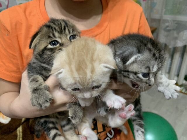 Вислоухие котята