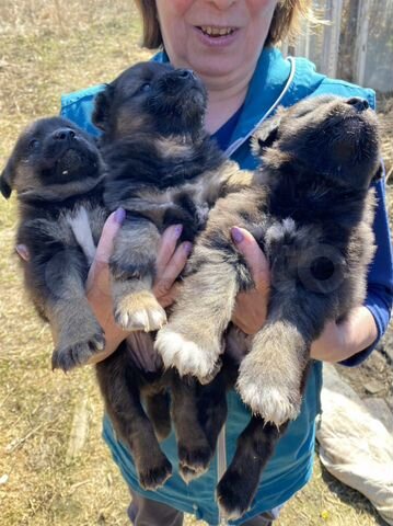 Отдам щенка в добрые руки