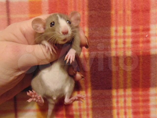 Крысы, крысята дамбо, стандарт девочки - питомник