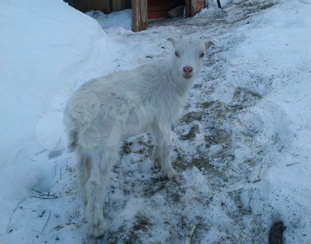 Процентный козлик ламанча
