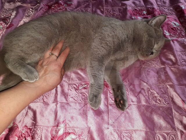 Британочка Вязка