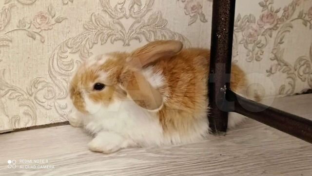 Кролик Баран рыжий