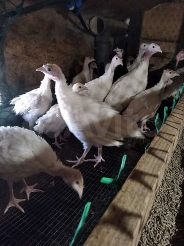 Индюшата суточные