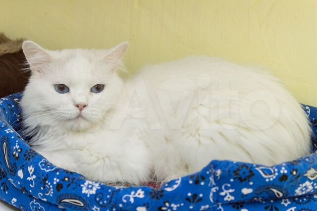 Пушок - кот с бездонными небесно-голубыми глазами