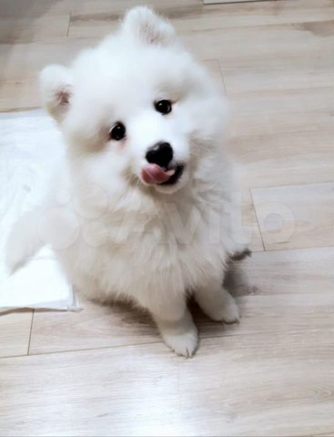 Самоедская лайка с документами