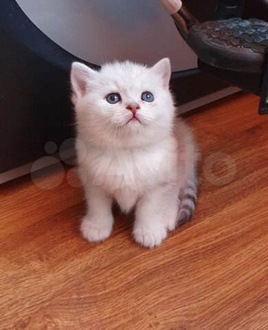 Британские котята
