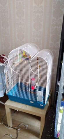 Певчий попугай