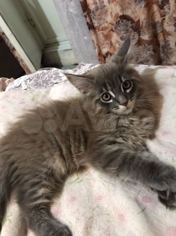Котёнок Мэйн-Кун