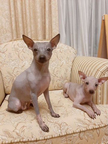 Американский голый терьер