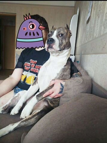 Стаффордширский терьер. Вязка. Случка. Ищем невест