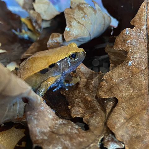 Лягушка-помидор(Dyscophus antongilii)