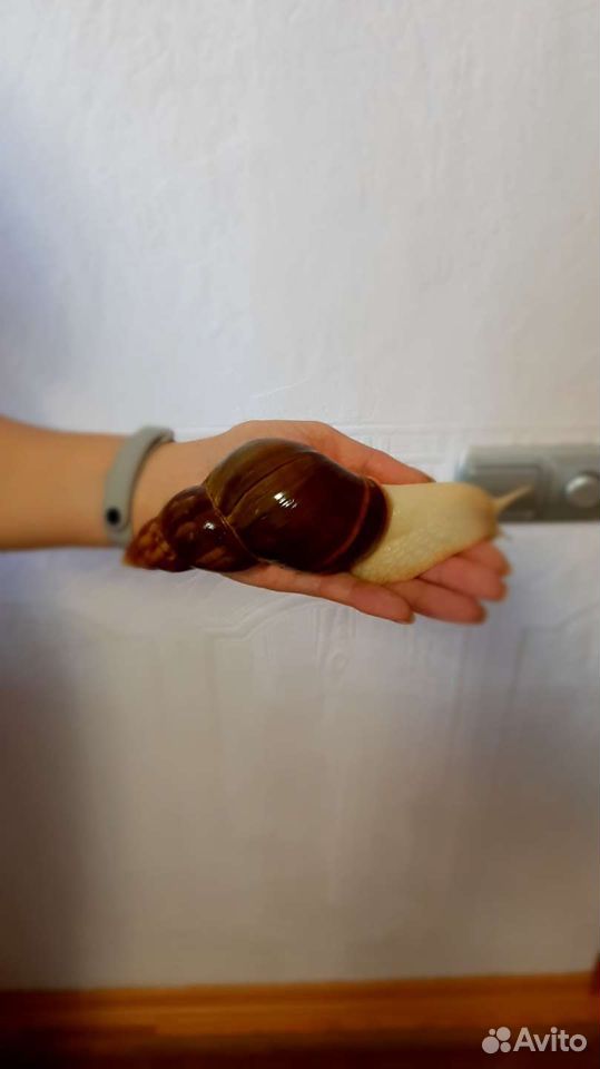 Улитка Ахотина