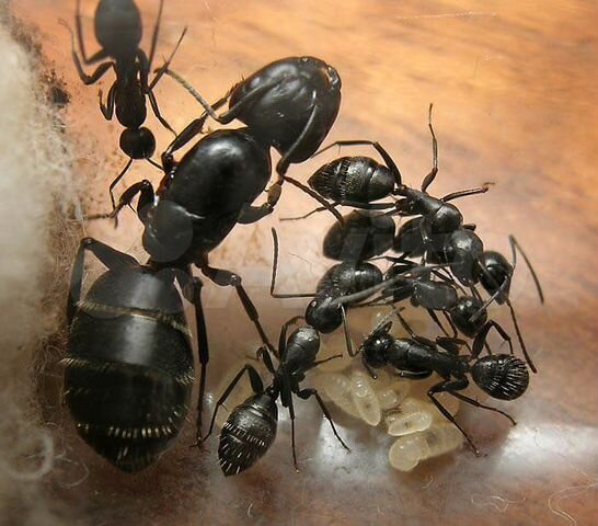 Camponotus vagus - муравьи гиганты матка с рабочим