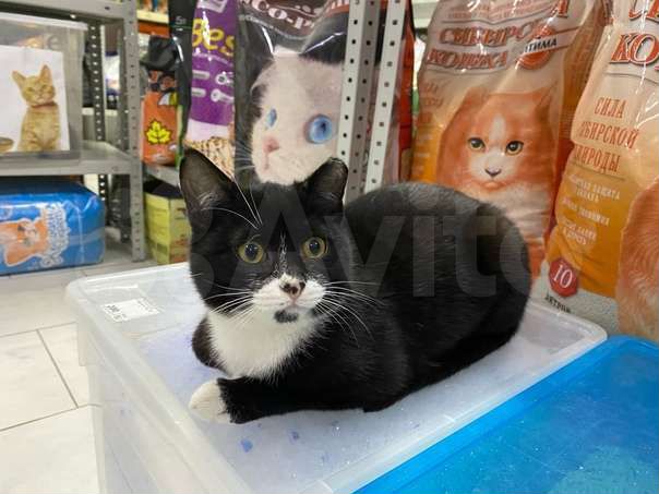 Кошки в добрые руки бесплатно