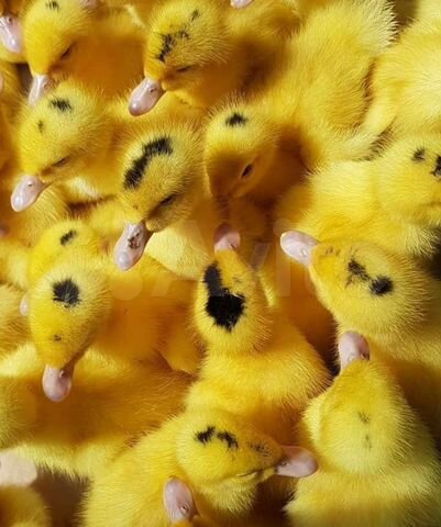 Мулард французский суточный