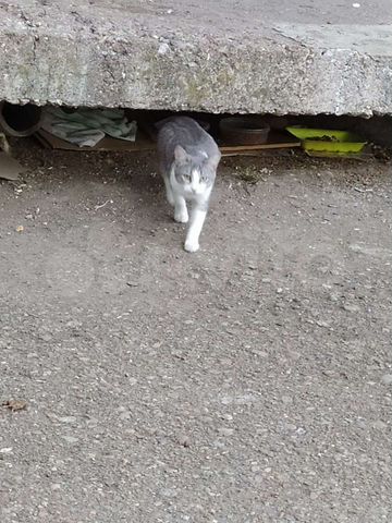 Серо-белый котенок, мальчик, 5мес