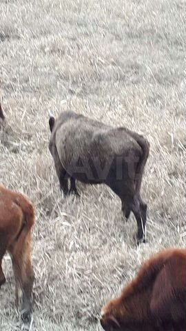 Тëлки стельные