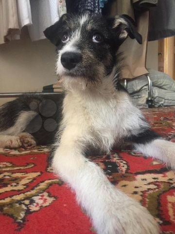 Ищет дом щенок не крупной Собачки Викки