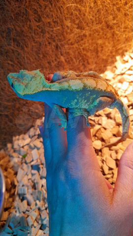 Реснитчаиый геккон-бананоед