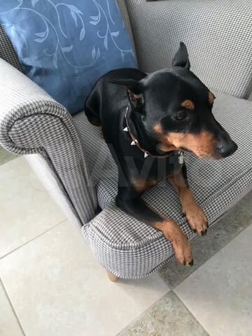 Цвергпинчер случка вязка