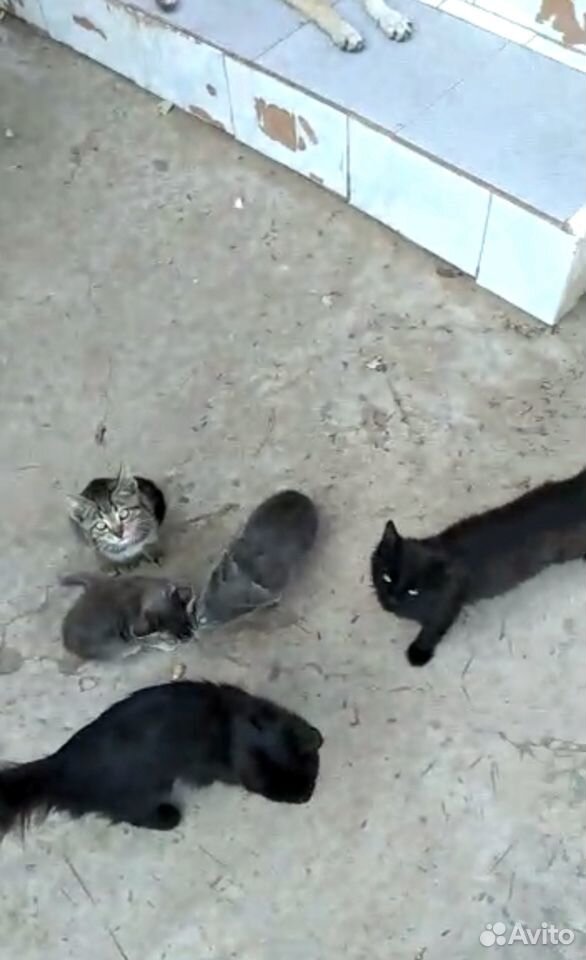 Котята в беда