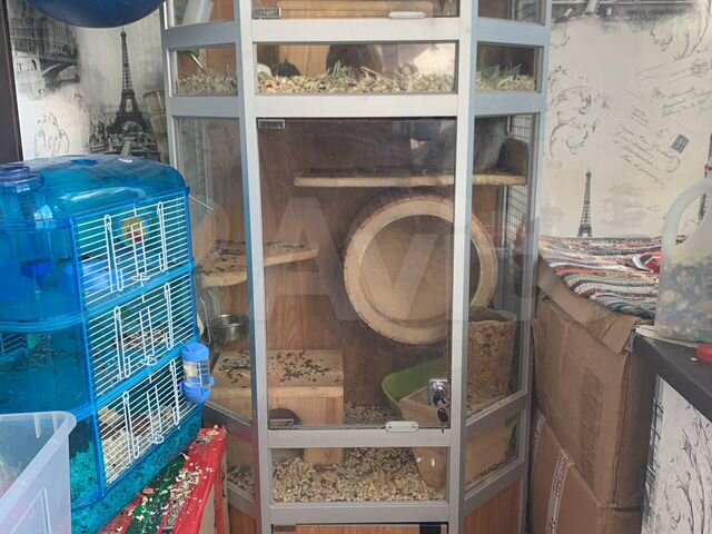 Шиншилла +клетка витрина