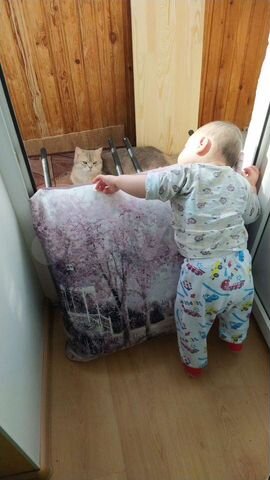 Британский кот в добрые руки