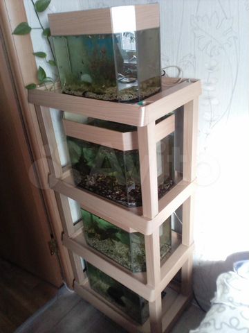 Аквариумные рыбки гуппи