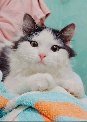 Пушистое счастье в дар хорошим людям