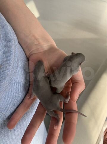 Крысята дамбо