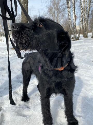 Красавчик Барри - контактный кобель