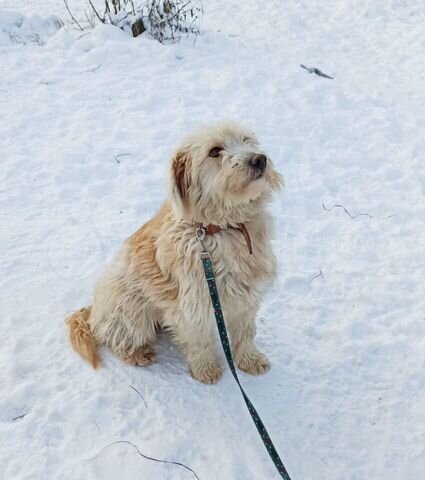 Собака в добрые руки Терьеристая девочка ищет дом