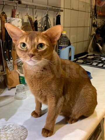 Абиссинская девочка Лика с документами 3года