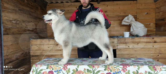 VIP Девочка Аляскинскинкого Маламута (Не Хаски не