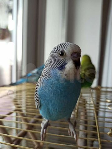 Птенец волнистый попугай