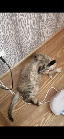 Котейка в добрые руки