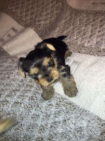 Йоркширский терьер