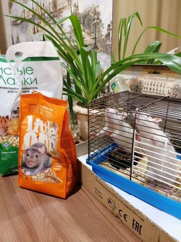 Крыса с клеткой