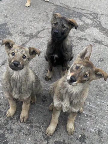 Щенки 4 месяца девочки в добрые руки