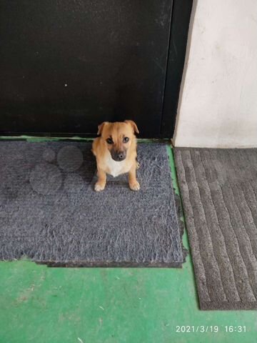 Собаки бесплатно в добрые руки щенки девочка 4 мес