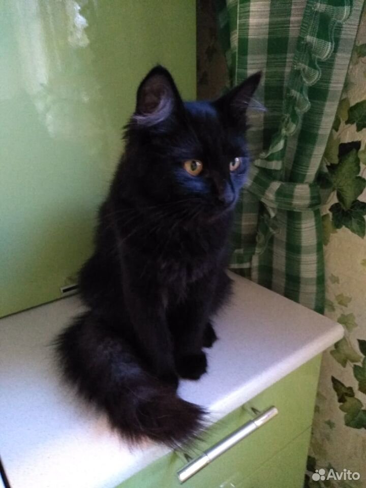 Кошечка Мэгги ищет дом