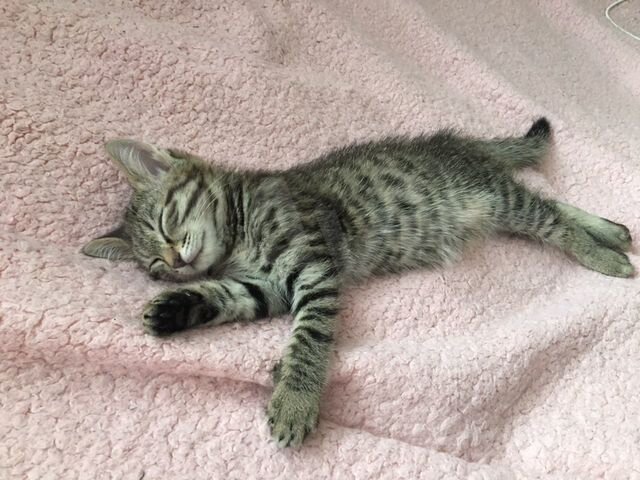 Котенок