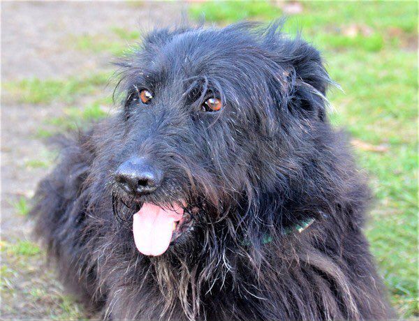 Фландрский бувье