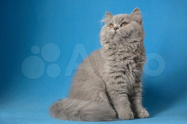 Продаются британские котята Девочки