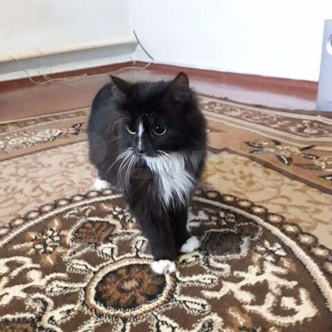 Кошка в дар