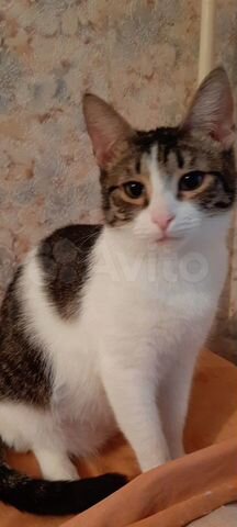 Котик в добрые руки