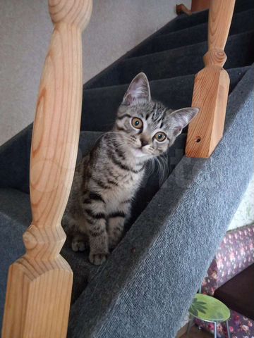 Кошечка от шотландской мамы скоттиш страйт